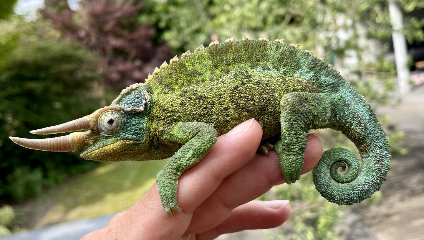 Jackson's Chameleon - Teambooktu